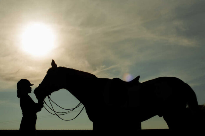Horses Stabbed at Major Vegas Show | Presidential Wire